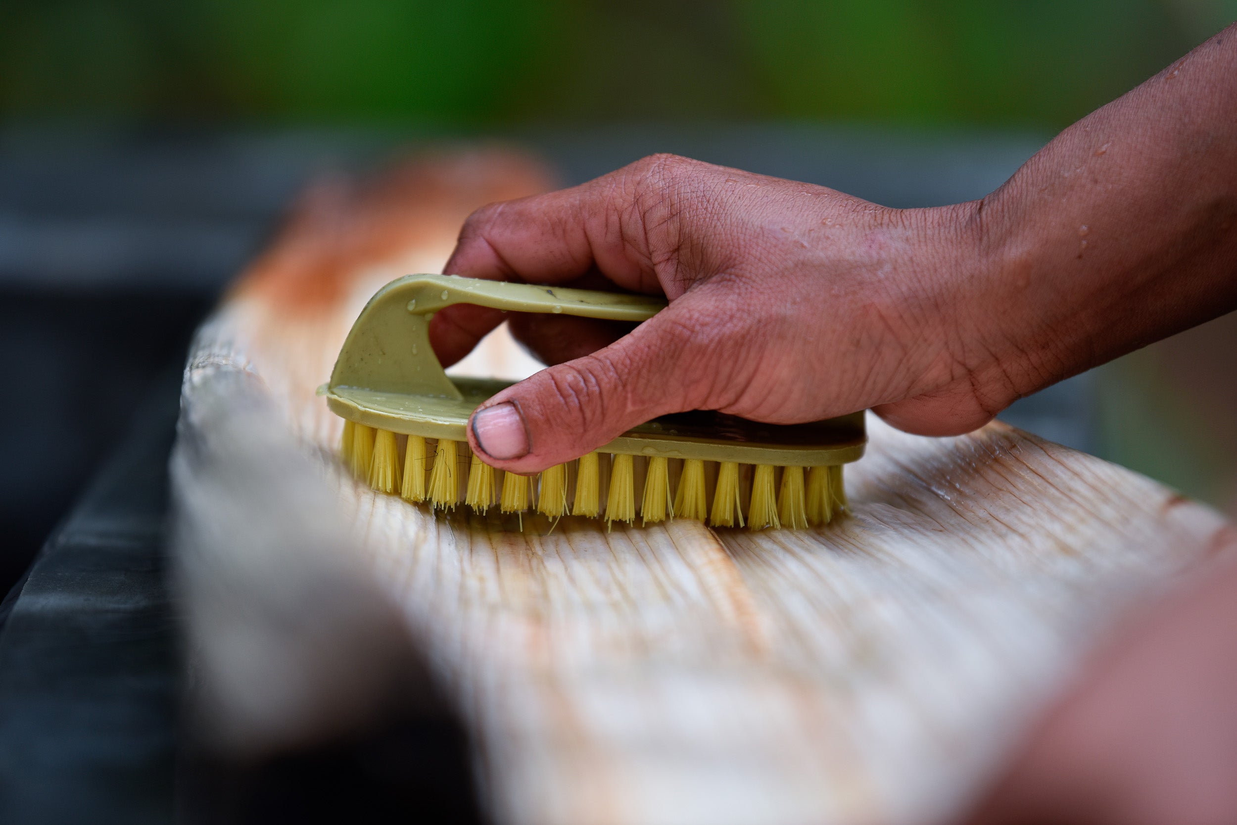 Palm Leaf – Haago